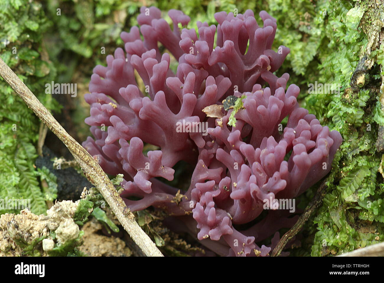 Zollingeri hi-res stock photography and images - Alamy