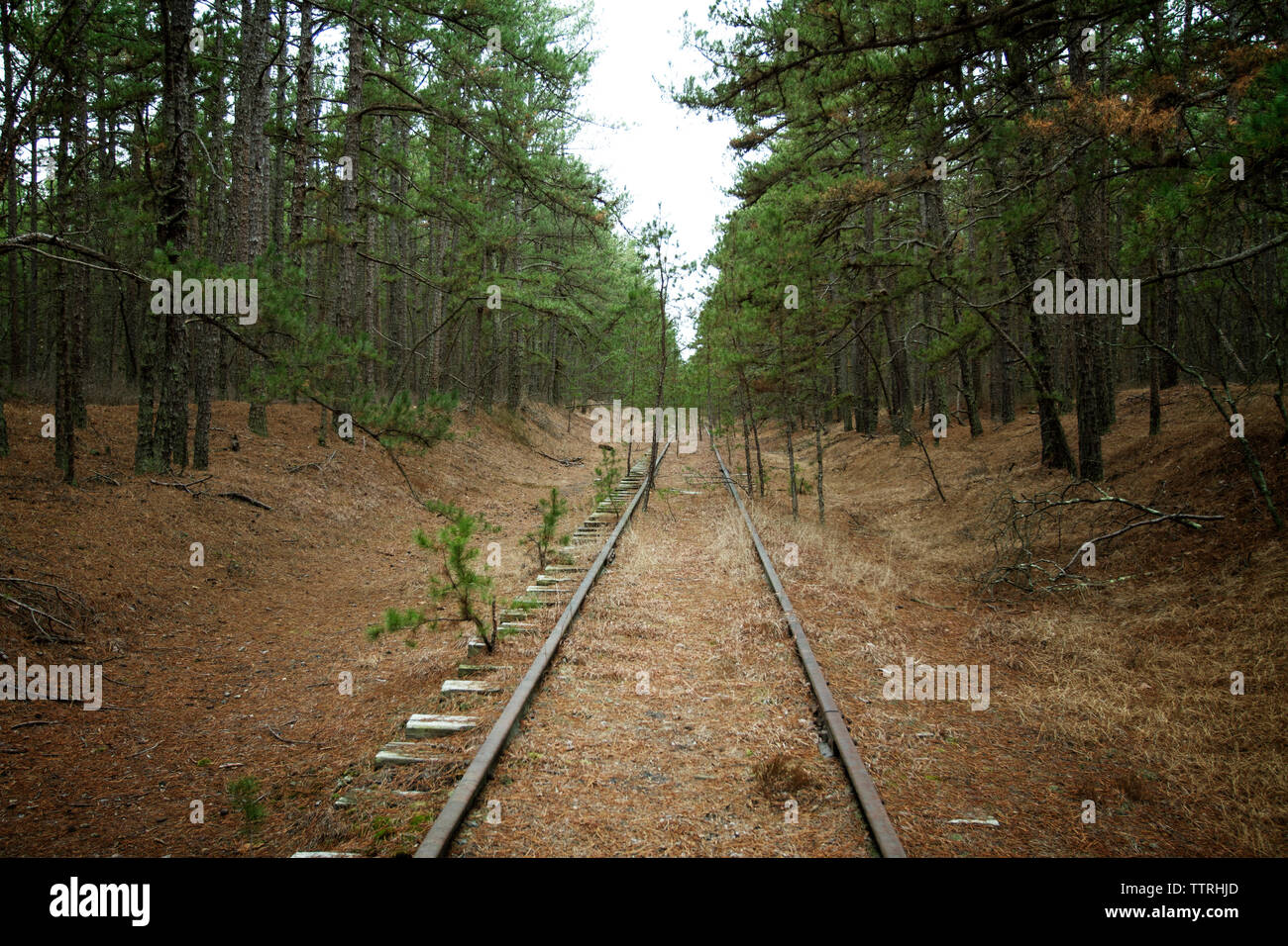 Railroad tracks in forest no people hi-res stock photography and images ...