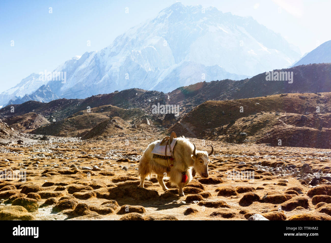 Yak mountains hi-res stock photography and images - Alamy