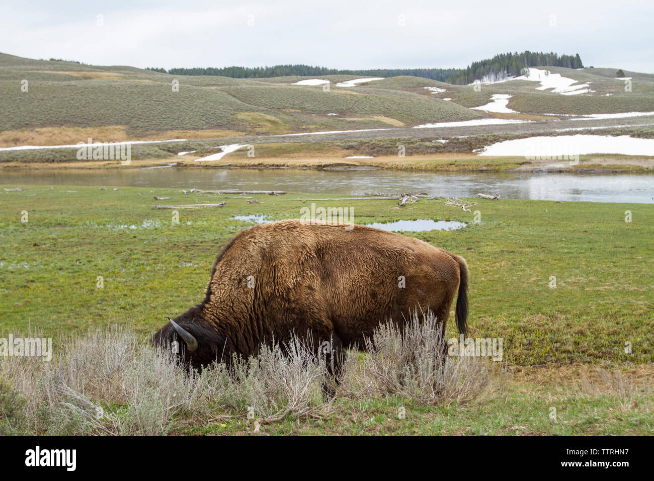 American Bison grazing on field Stock Photo - Alamy