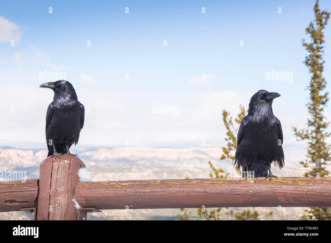 Close-up of ravens perching on wooden fence against sky at Bryce Canyon ...