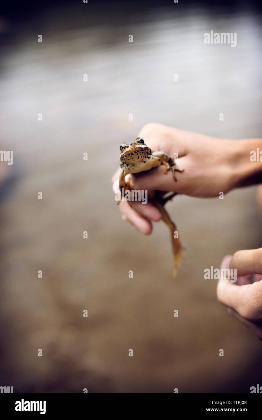 Water holding frog hi-res stock photography and images - Alamy