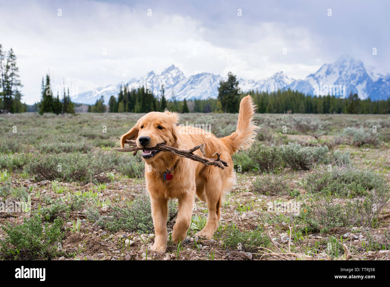 Dog carrying sticks in mouth while running on field Stock Photo - Alamy