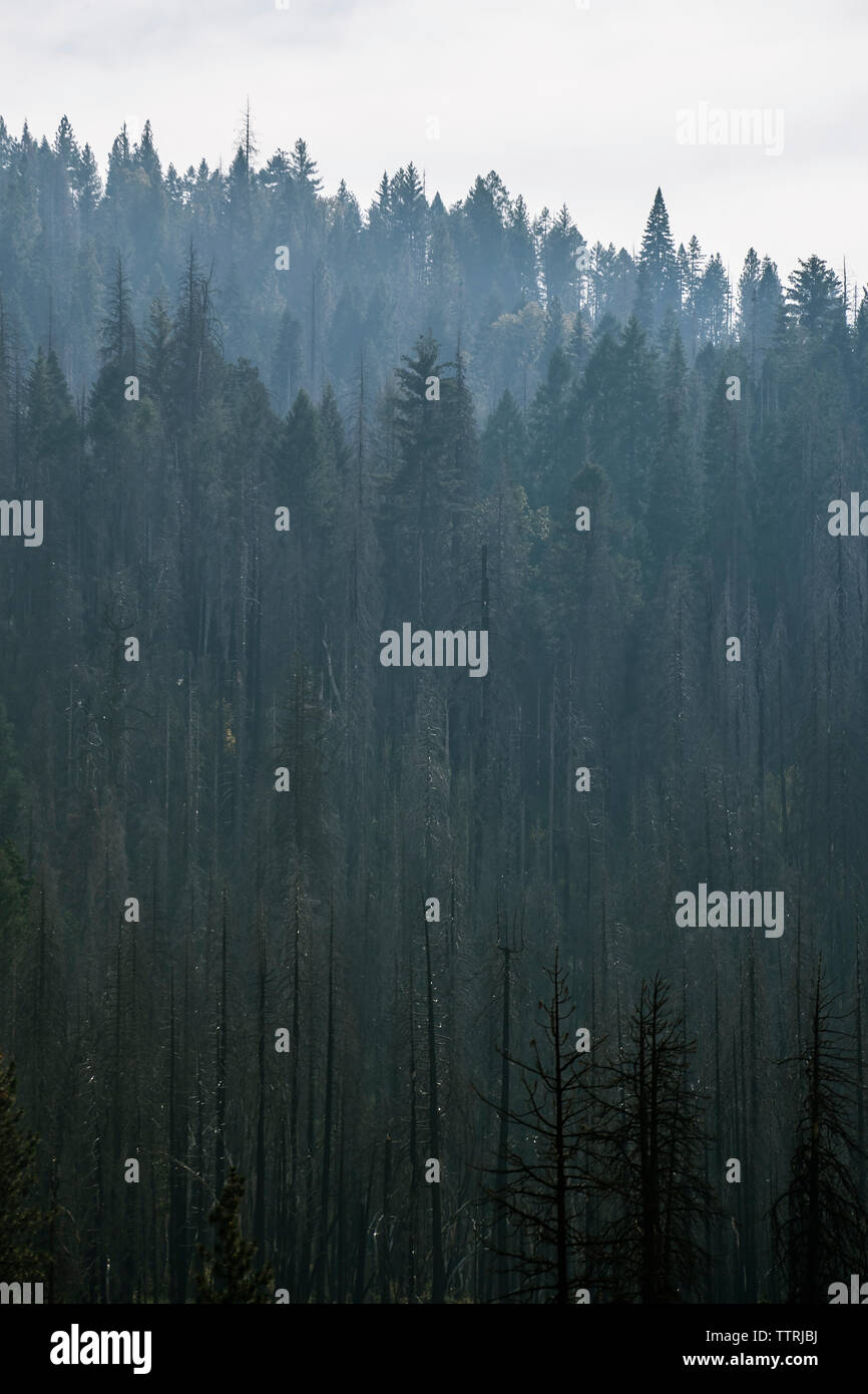 Trees growing in forest Stock Photo - Alamy