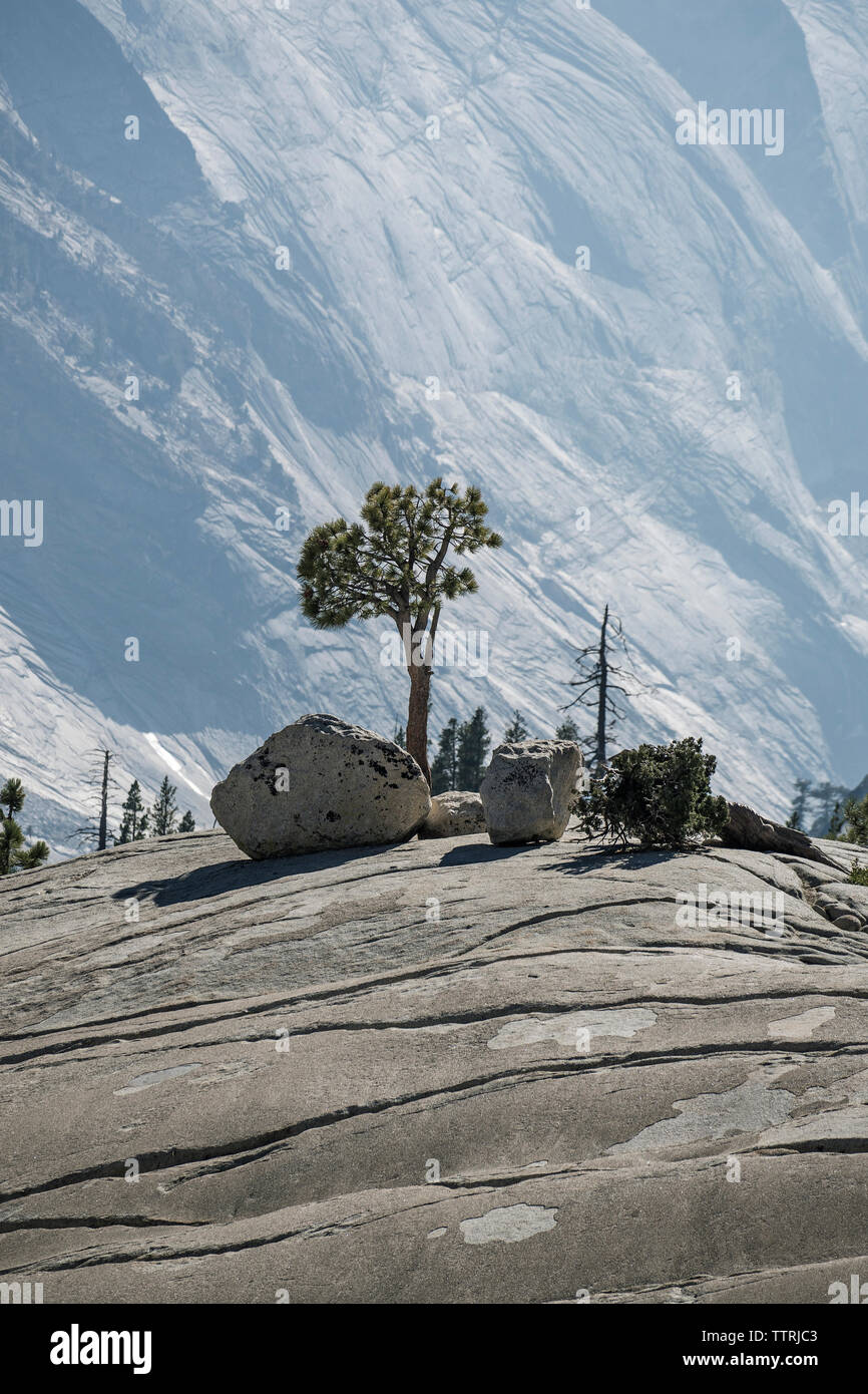 Tree rocks hi-res stock photography and images - Alamy