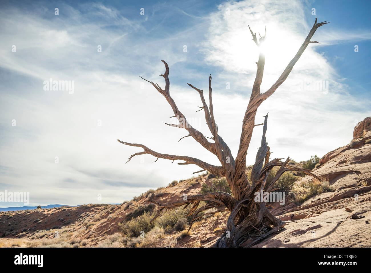 Desert dead hi-res stock photography and images - Alamy