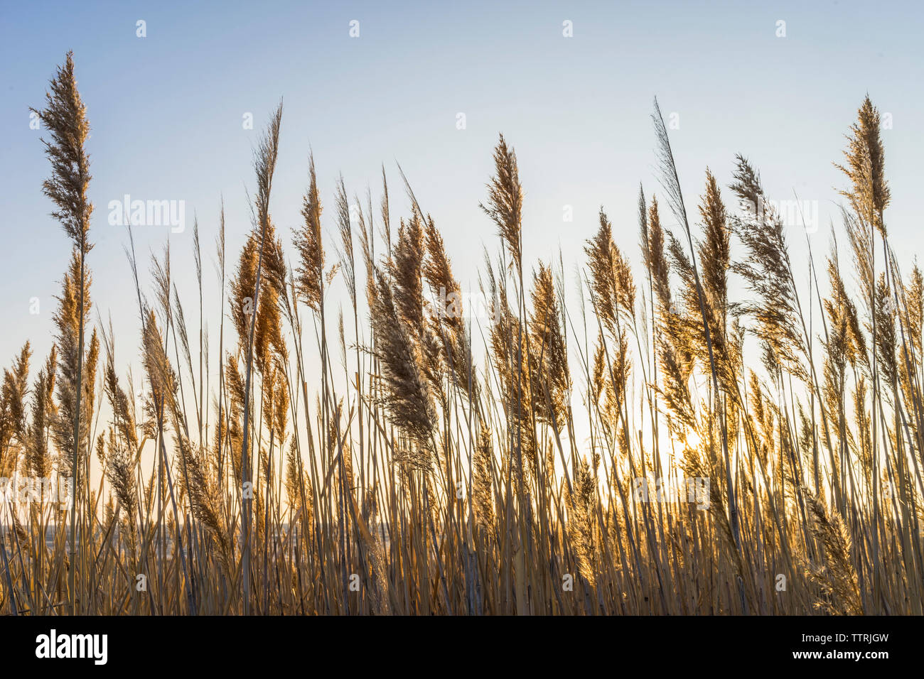Crops growing farm clear sky agriculture hi-res stock photography and ...