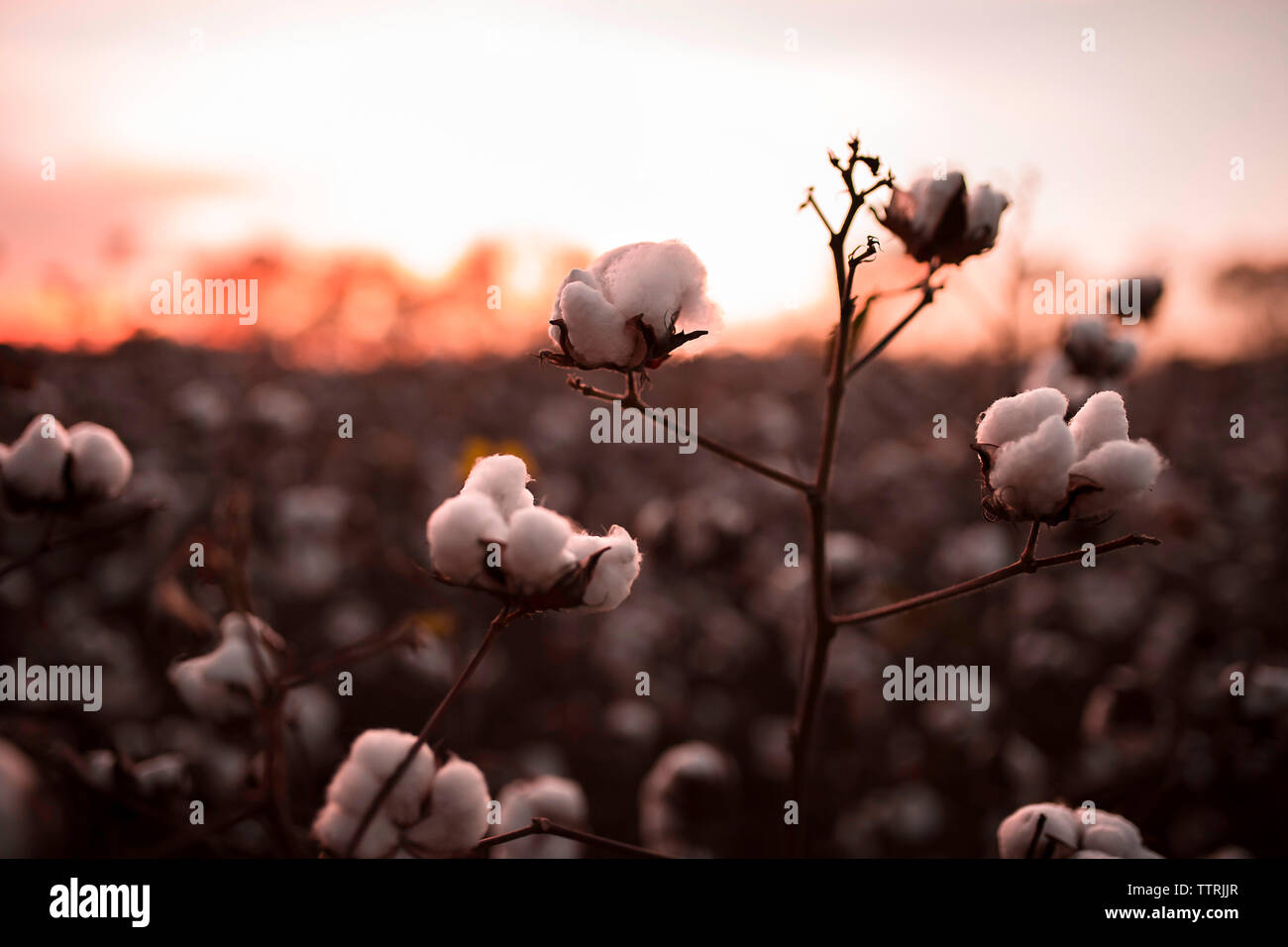 Cotton plants hi-res stock photography and images - Alamy