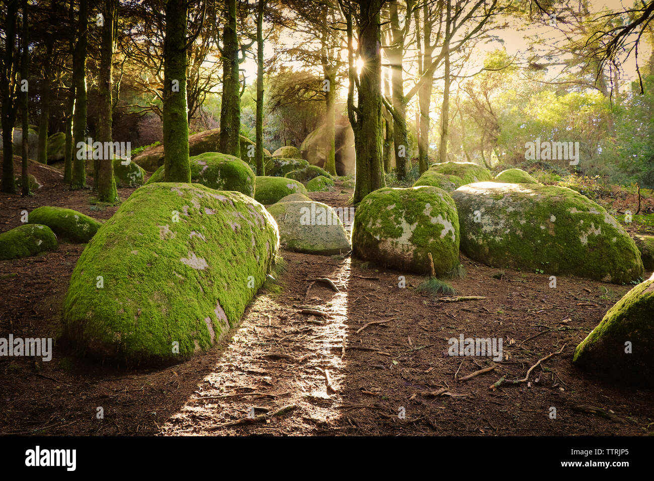 Moss rocks trees hi-res stock photography and images - Alamy