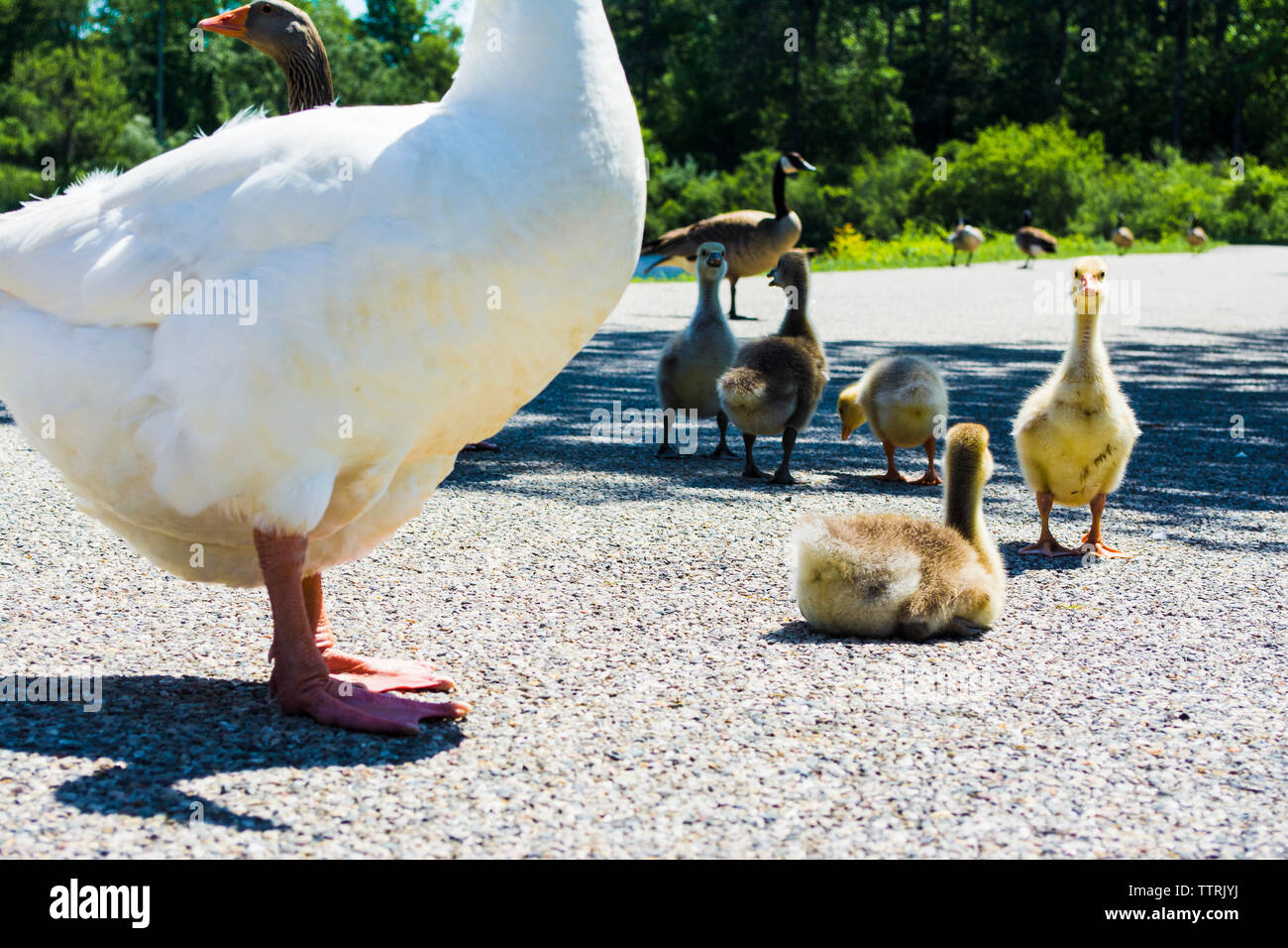 Baby animal geese hi-res stock photography and images - Alamy