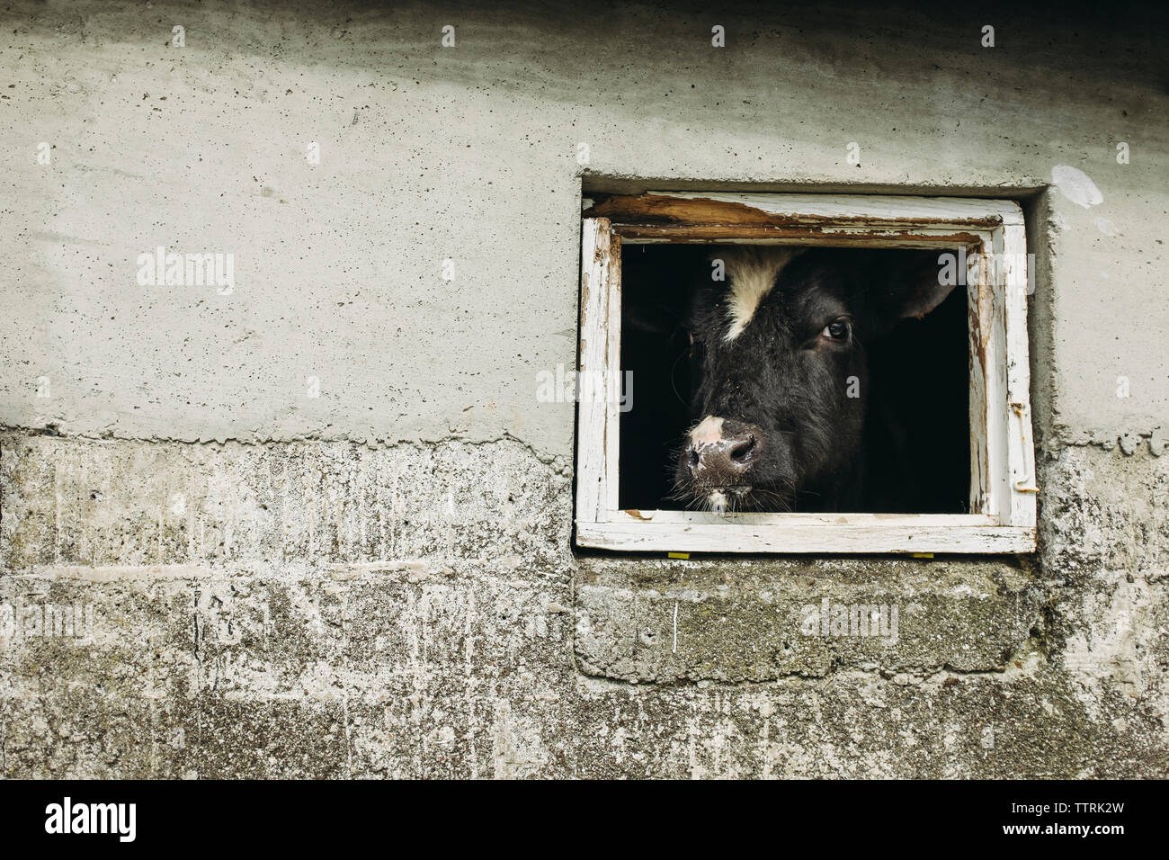 Portrait of cow seen through barn's window Stock Photo - Alamy