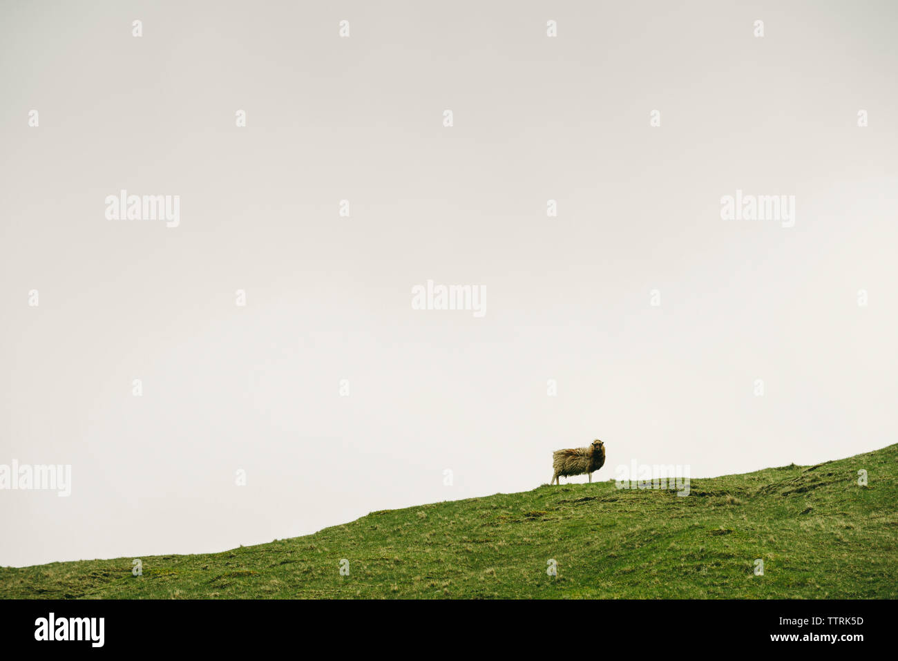 Sheep standing on cliff against clear sky Stock Photo - Alamy