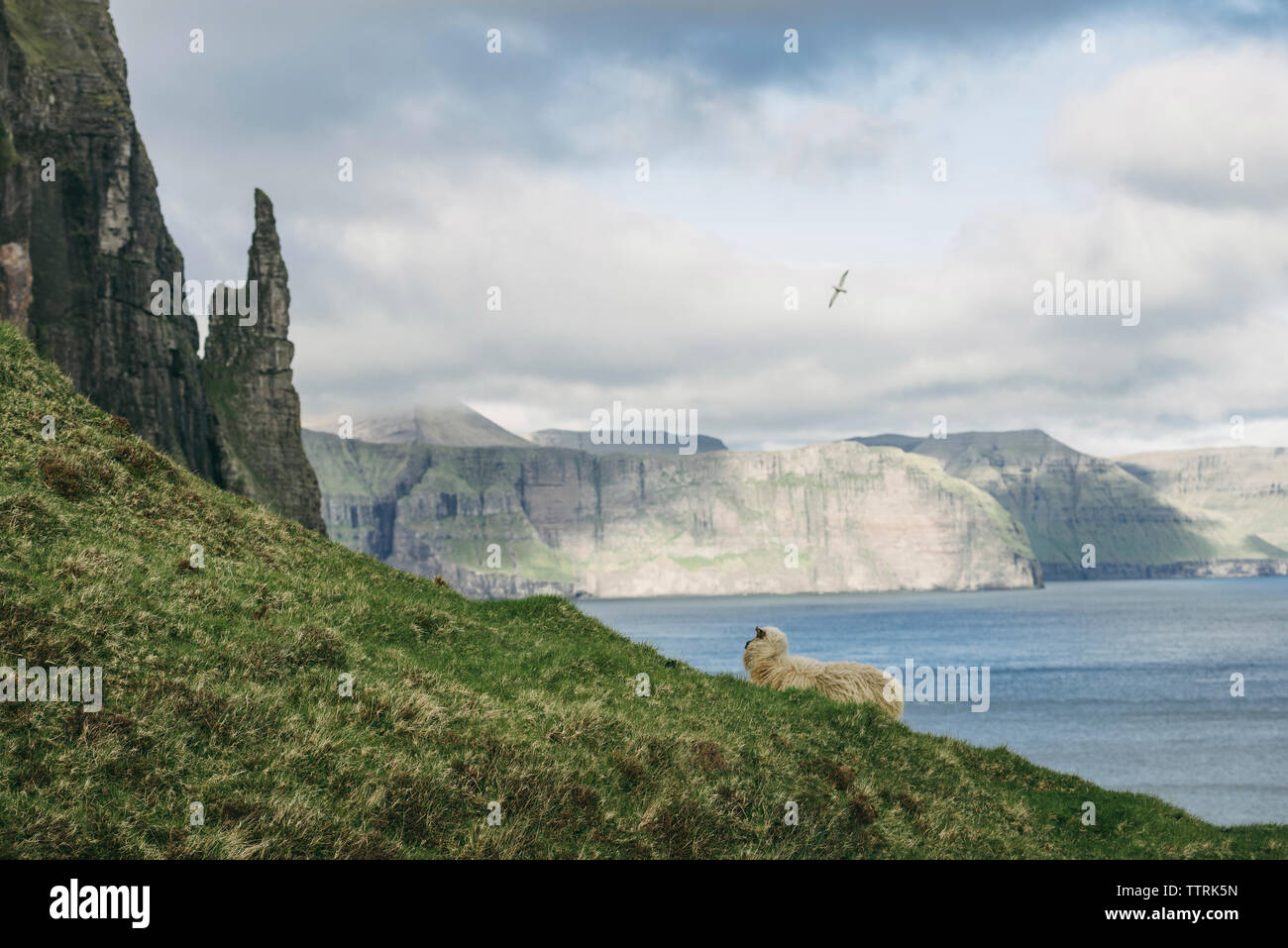 Sheep sky clouds hi-res stock photography and images - Alamy