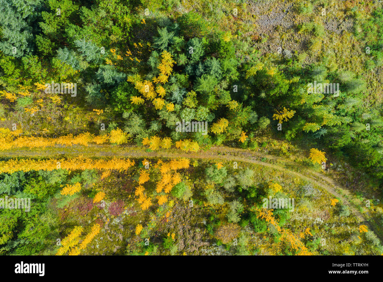 Yellow fir trees hi-res stock photography and images - Alamy