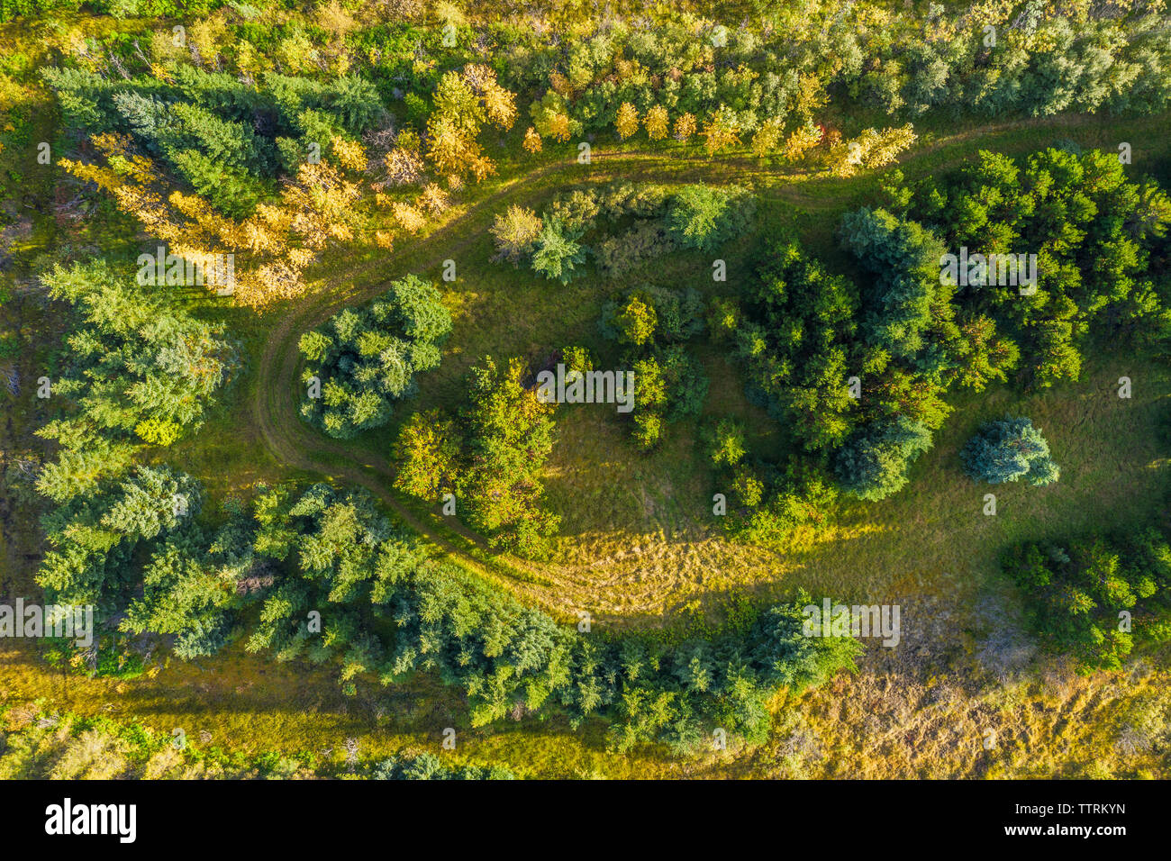 Drone view of green and yellow fir trees growing on land and ...