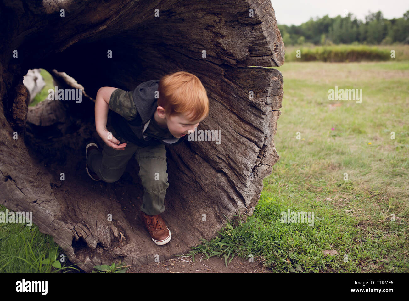 Hollow tree hi-res stock photography and images - Alamy
