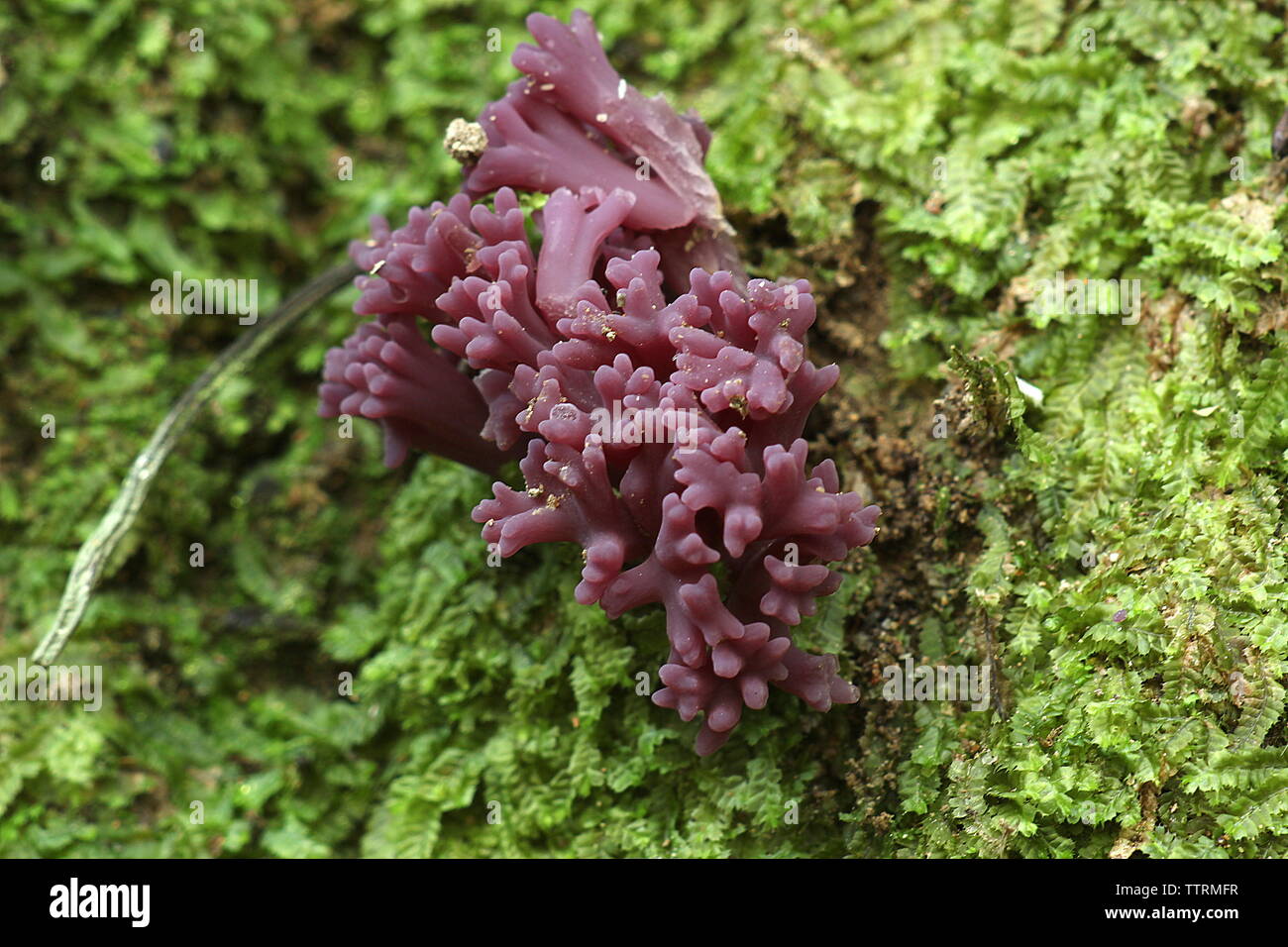 Clavaria hi-res stock photography and images - Alamy