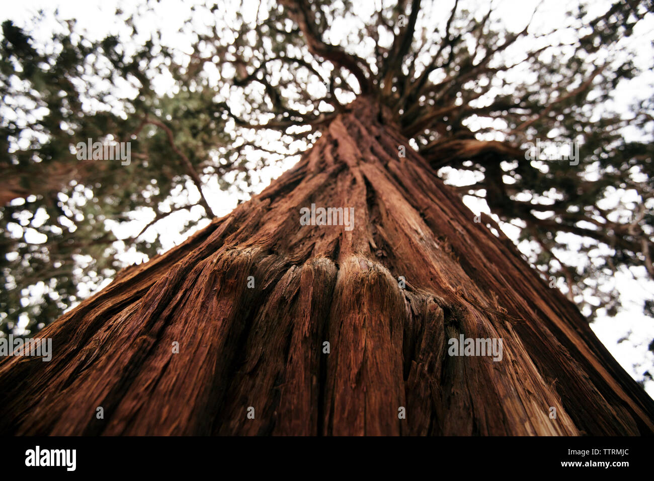 Low angle close-up view of tree Stock Photo - Alamy