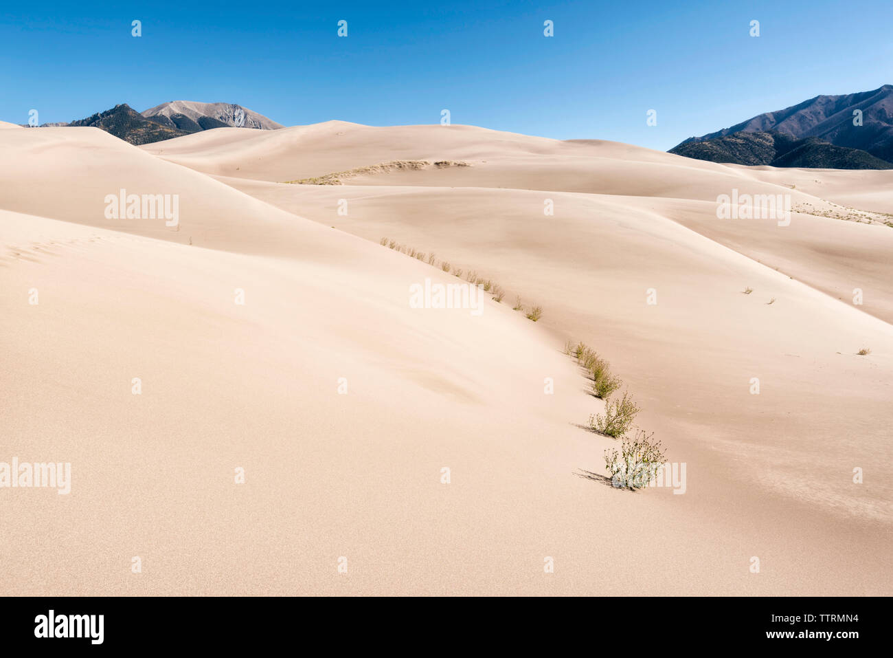 Bushes in the desert hi-res stock photography and images - Alamy