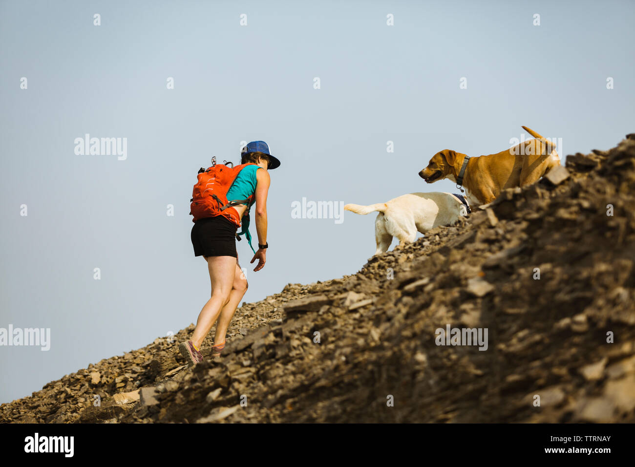 Two Climbing Dogs High Resolution Stock Photography and Images - Alamy