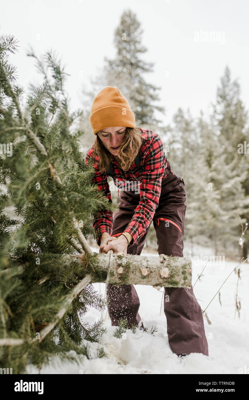 Woman cutting pine tree in forest during winter Stock Photo - Alamy