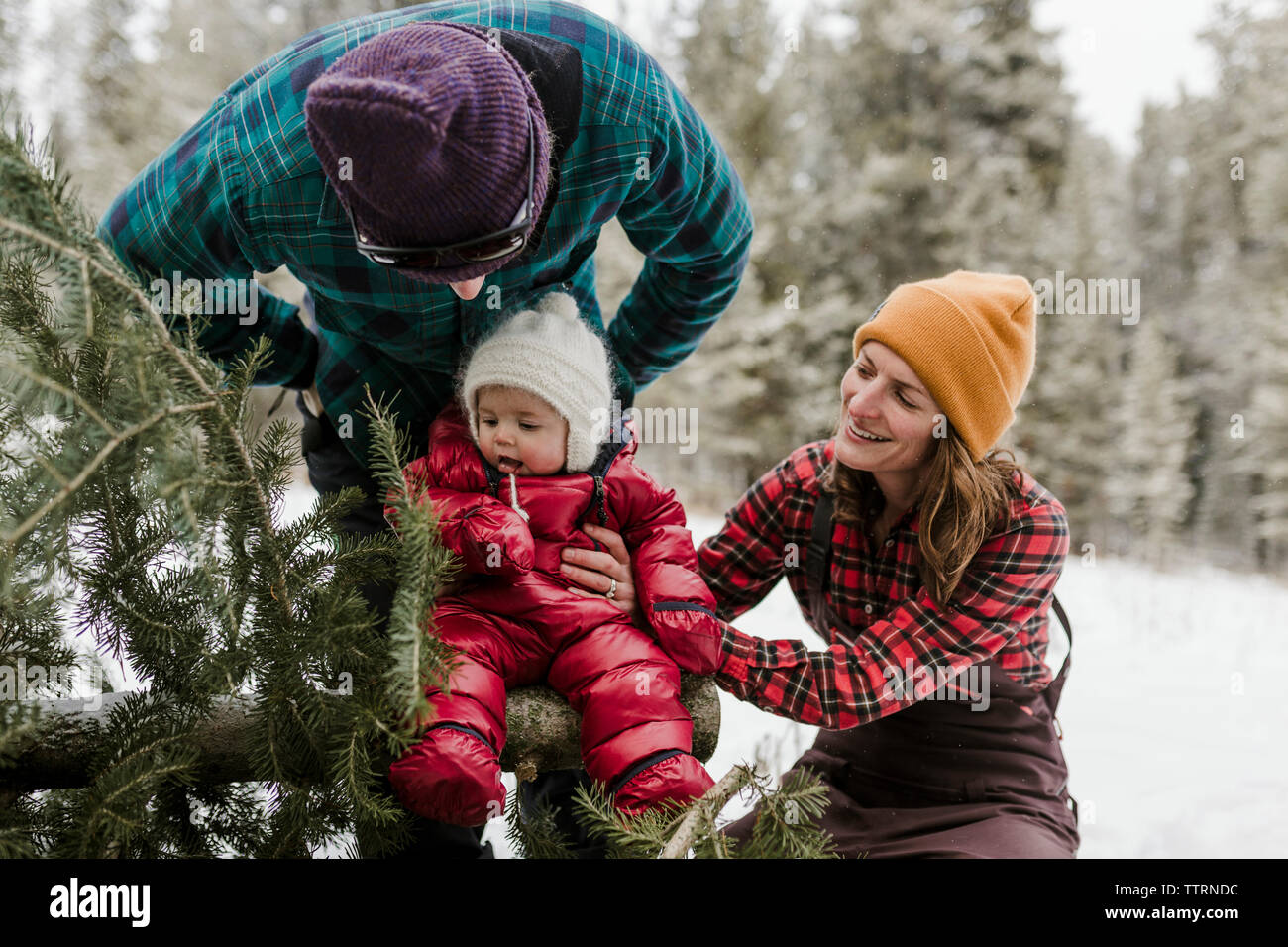 Parents looking at cute daughter sitting on pine tree in forest during ...