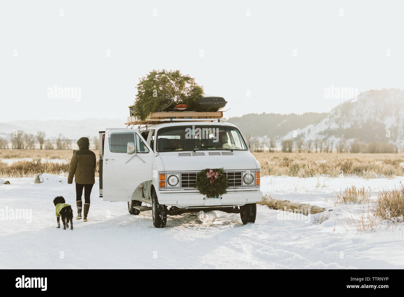 Thule tree hi-res stock photography and images - Alamy