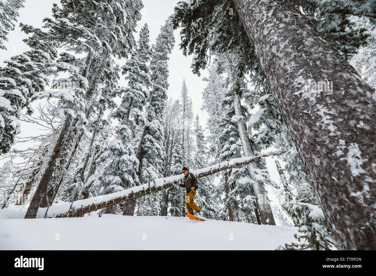 single skier skies through tall snowy pines in wyoming backcountry ...