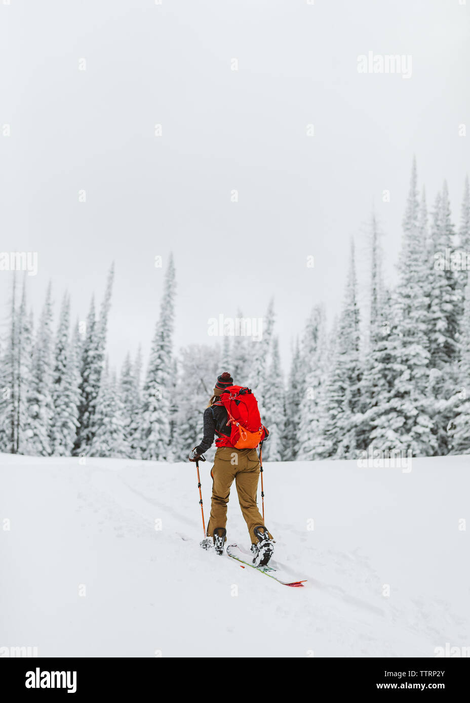 woman skins and skis in a wintery setting in wyoming Stock Photo - Alamy