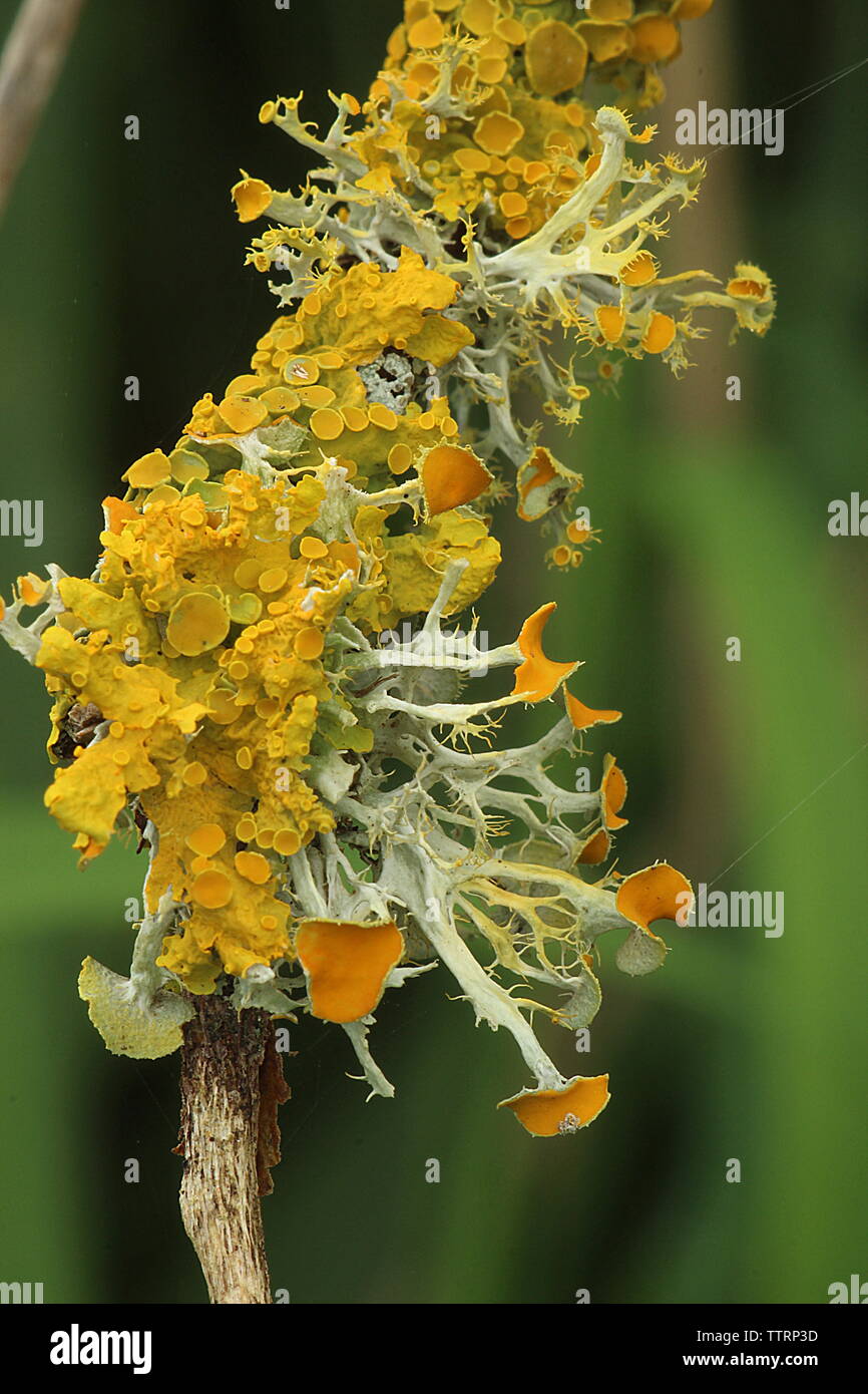Yellow tree lichen Stock Photo - Alamy