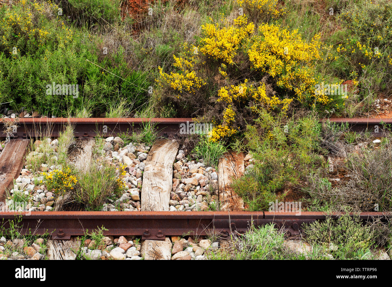 Plants rail hi-res stock photography and images - Alamy