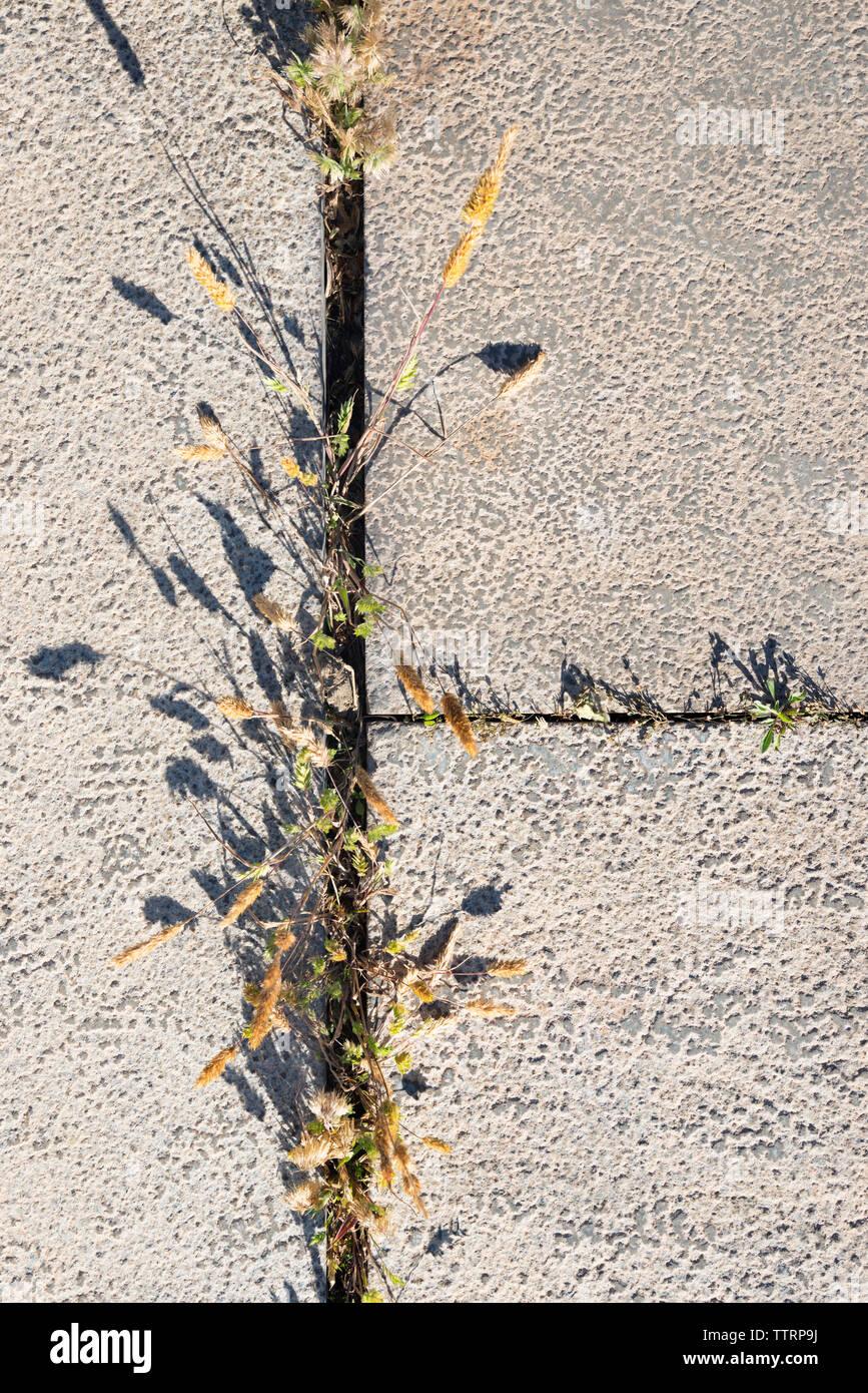 People overhead pattern hi-res stock photography and images - Alamy