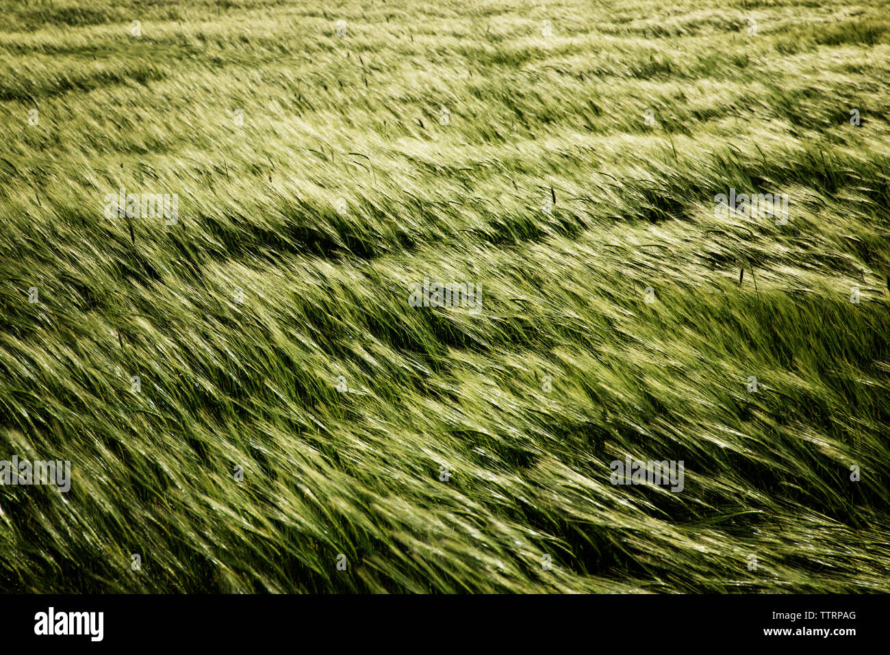 Overhead grass hi-res stock photography and images - Alamy