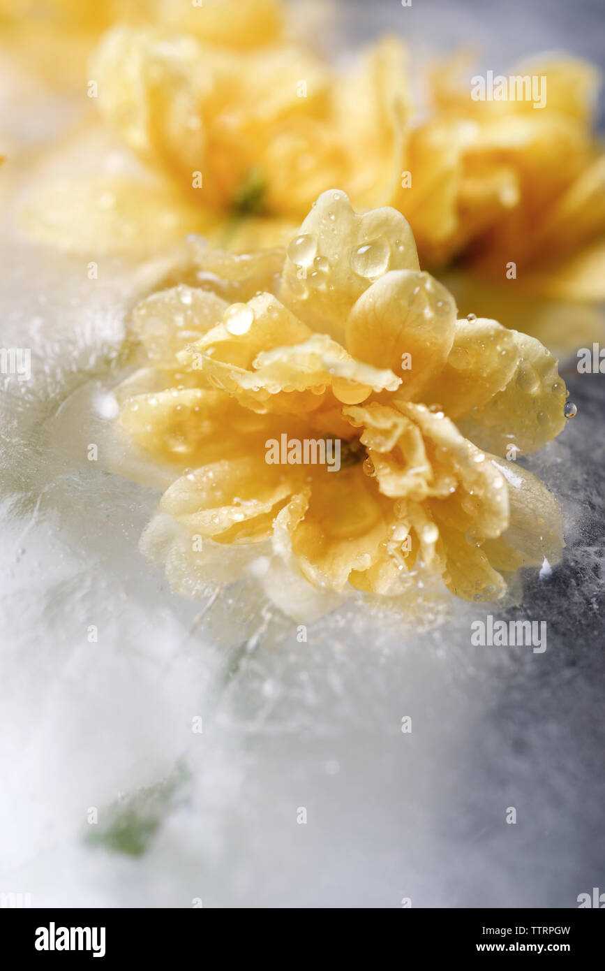 Frozen flowers hi-res stock photography and images - Alamy