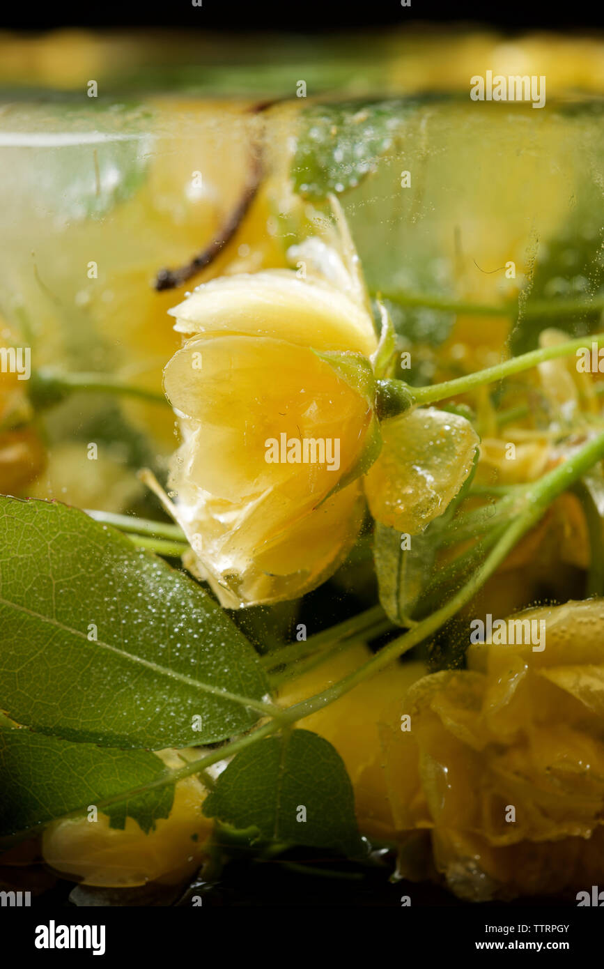 Frozen flower leaves hi-res stock photography and images - Alamy