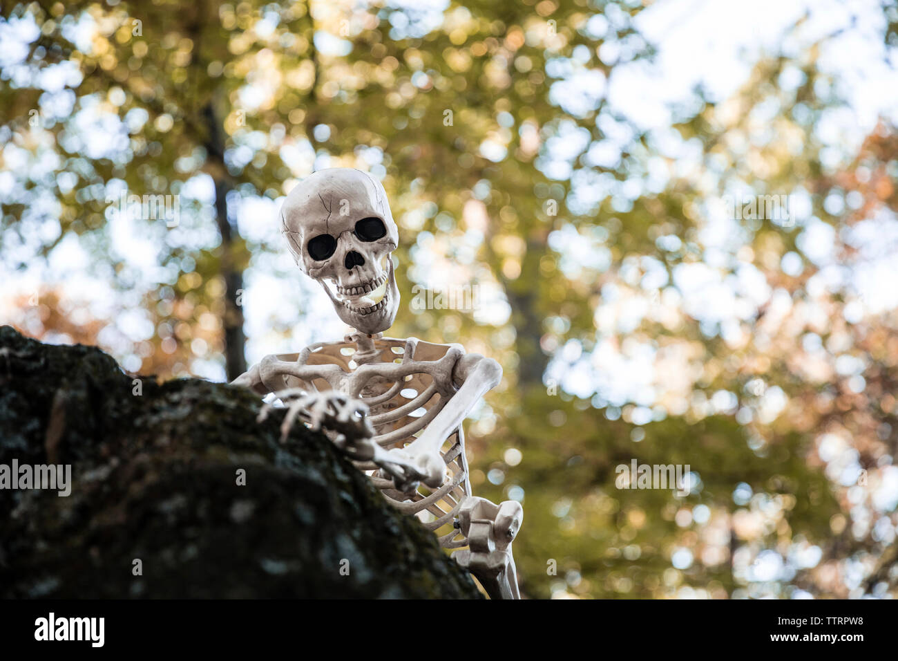 Human trees hi-res stock photography and images - Alamy
