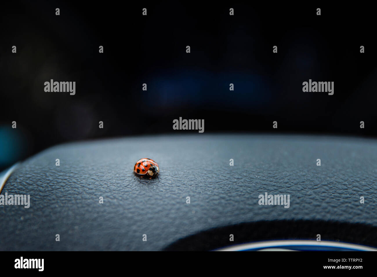 Ladybug travel hi-res stock photography and images - Alamy