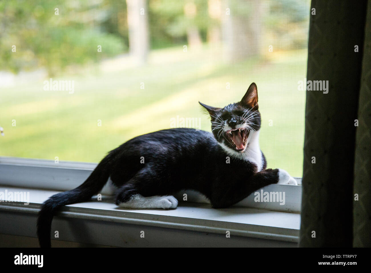 Kitten yawning hi-res stock photography and images - Alamy