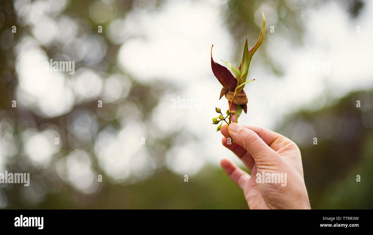 Hand and forest hi-res stock photography and images - Alamy
