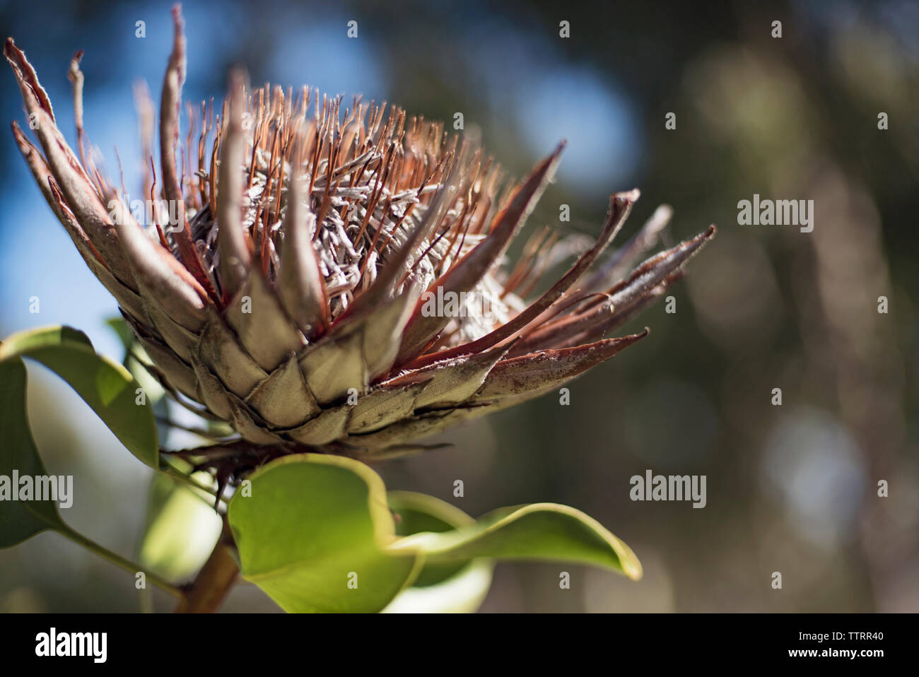 Thorny flower hi-res stock photography and images - Alamy