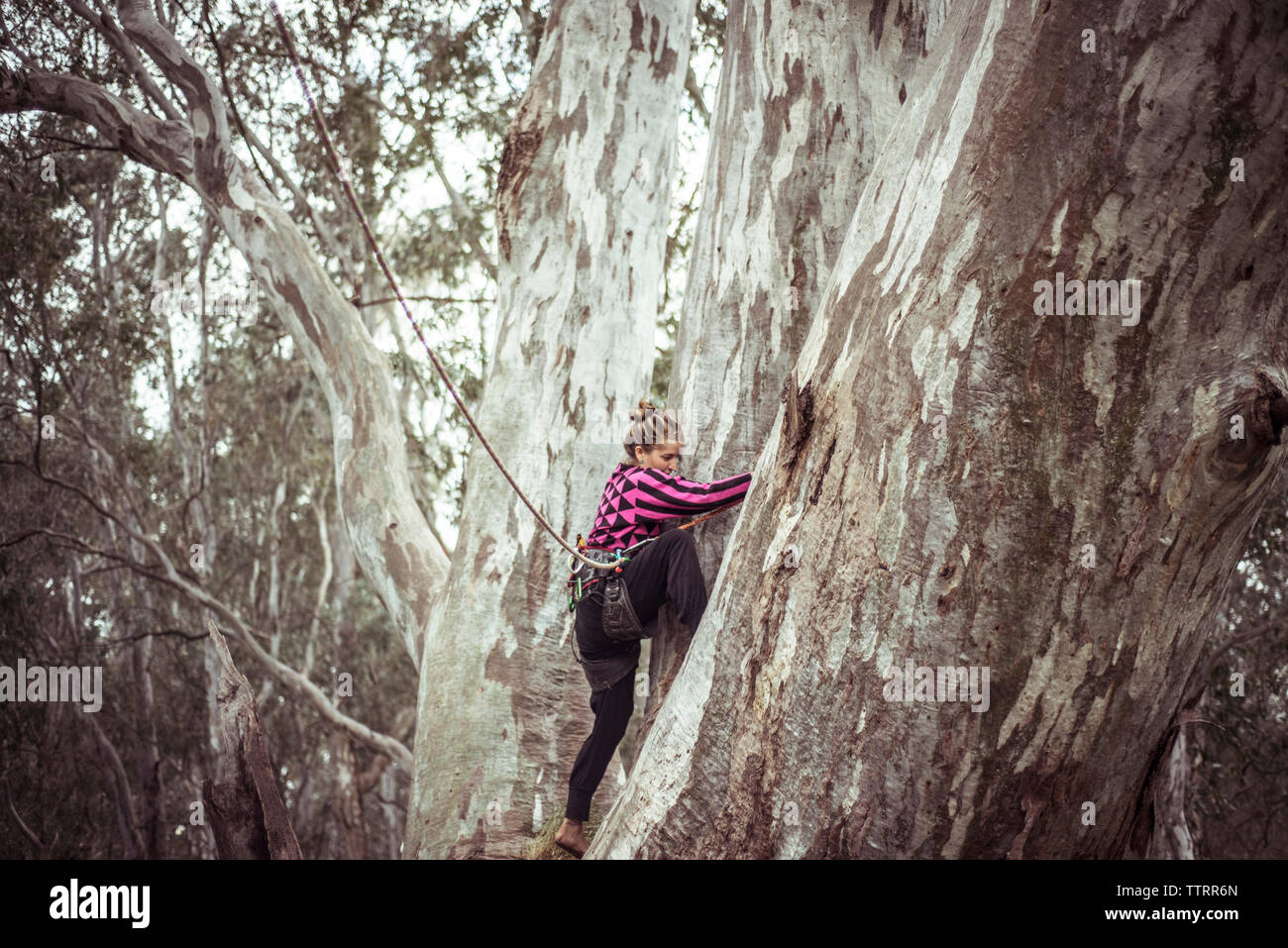 Woman climbing tree hi-res stock photography and images - Alamy