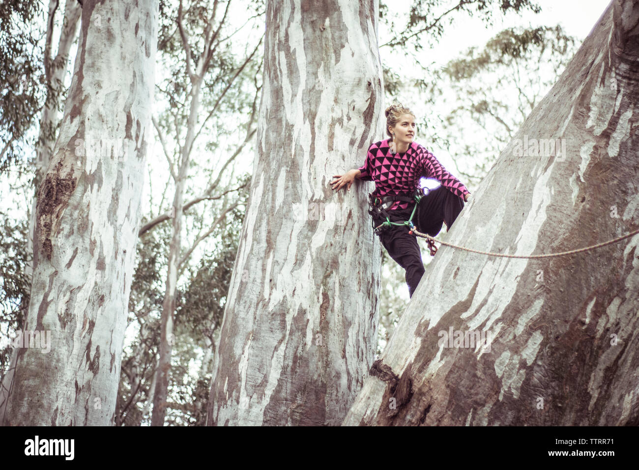Woman climbing tree hi-res stock photography and images - Alamy