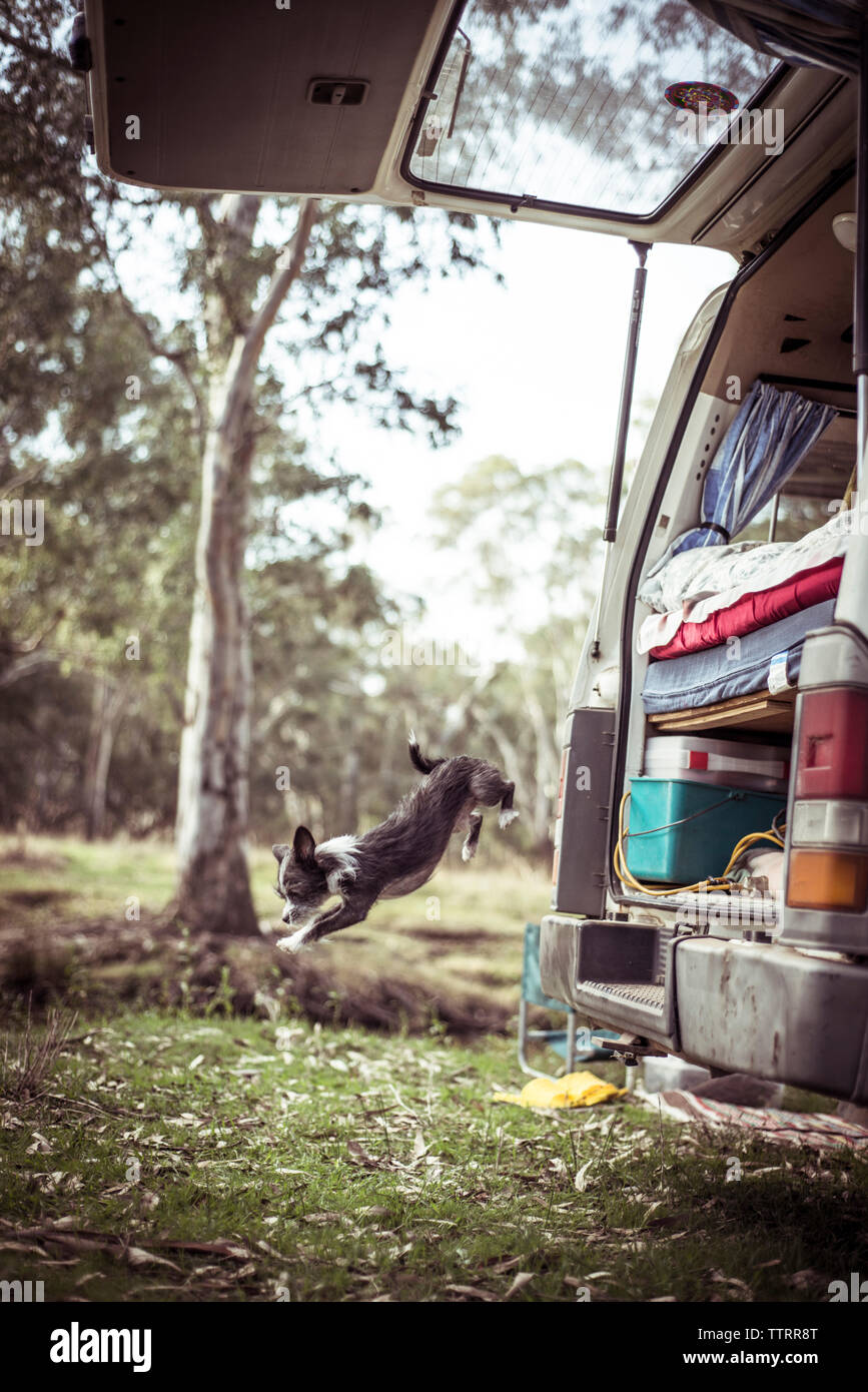 Dog jumping from motor home in forest Stock Photo - Alamy