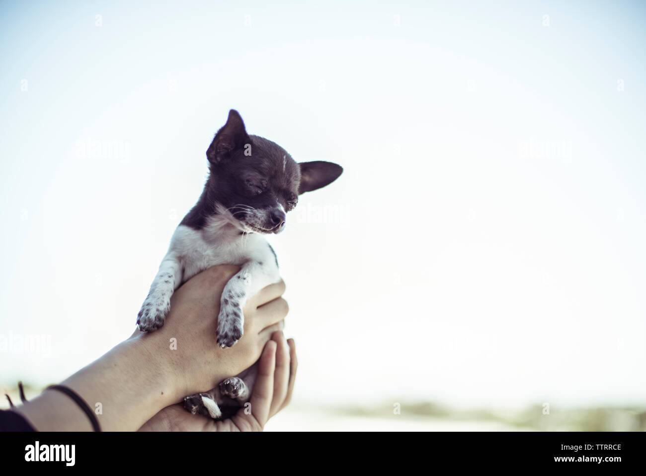 Old man holding puppy hi-res stock photography and images - Alamy