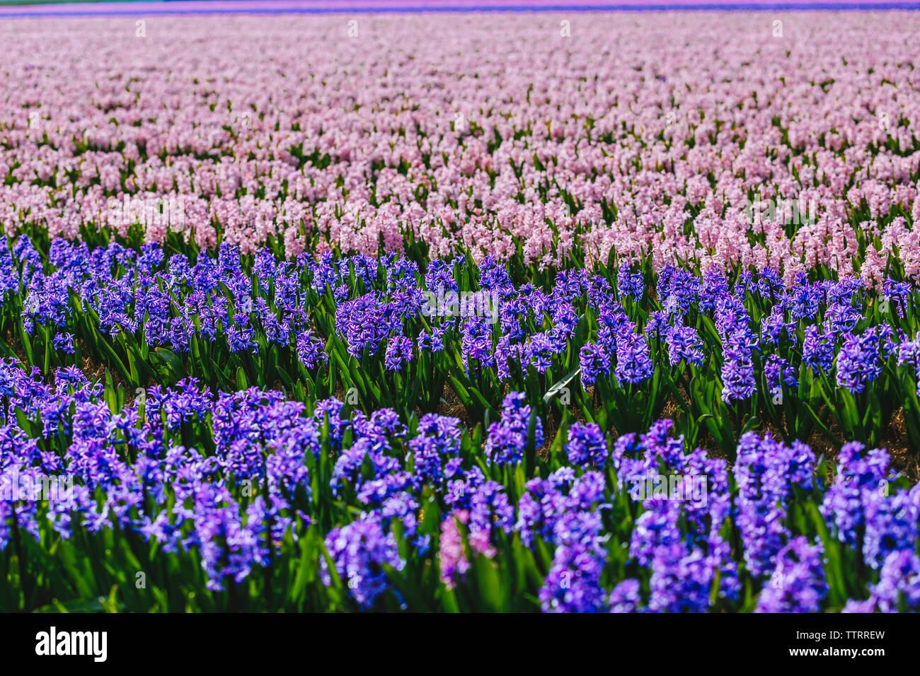 Dutch country field full of pink and violet hyacinth Stock Photo - Alamy