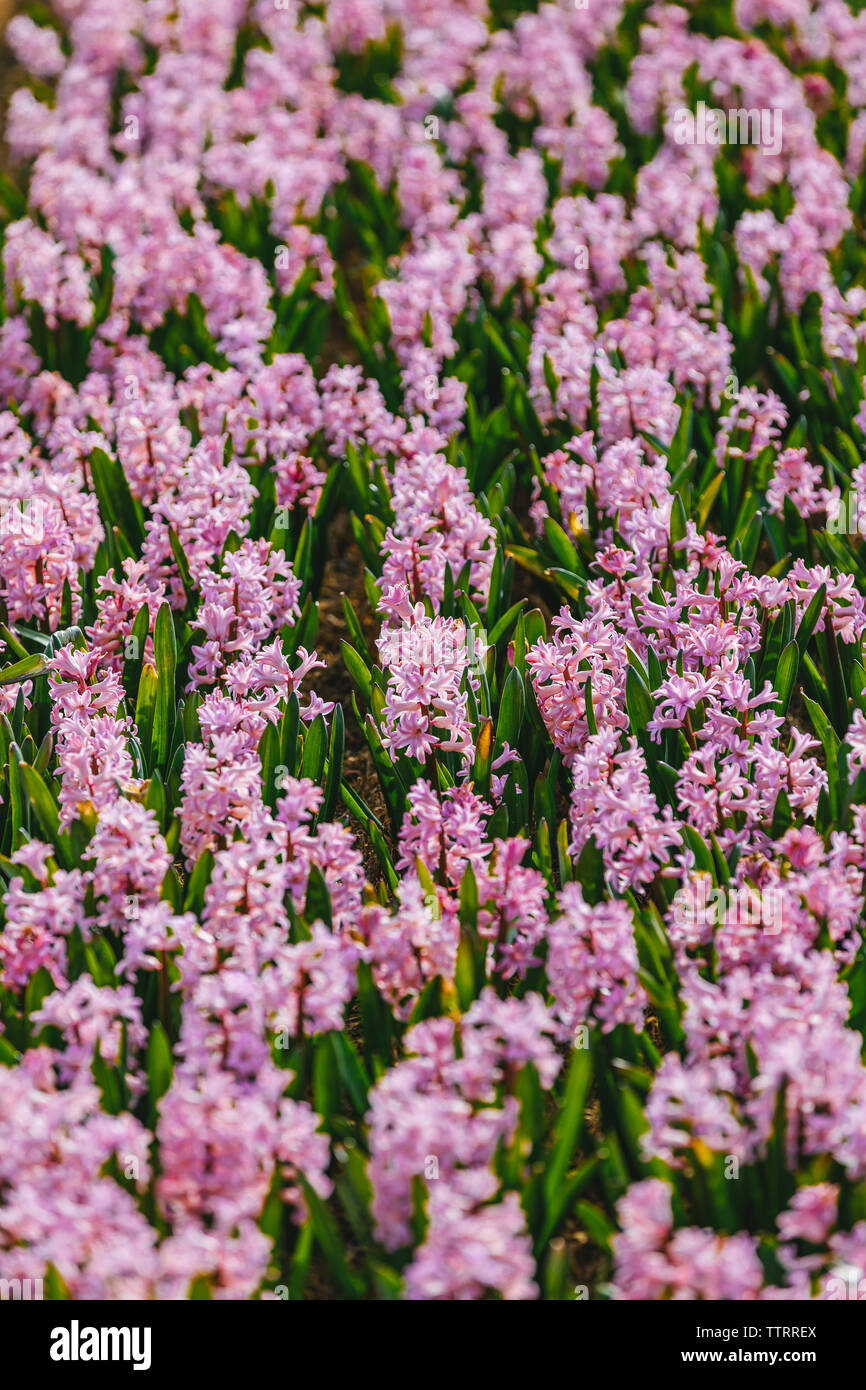 Hyacinth field in netherlands hi-res stock photography and images - Alamy
