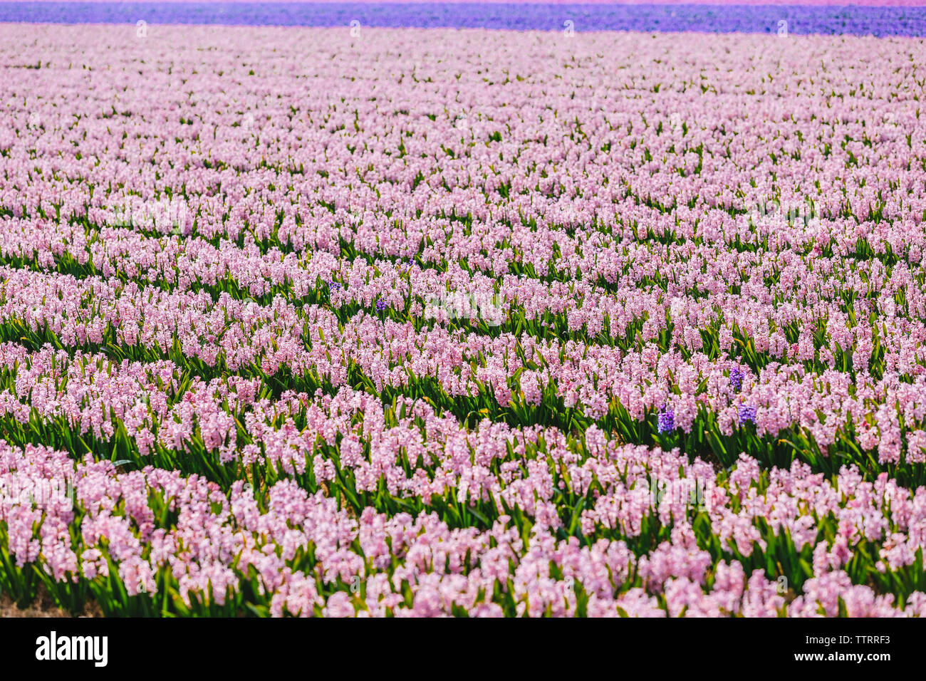 Pink hyacinths on dutch field Stock Photo - Alamy