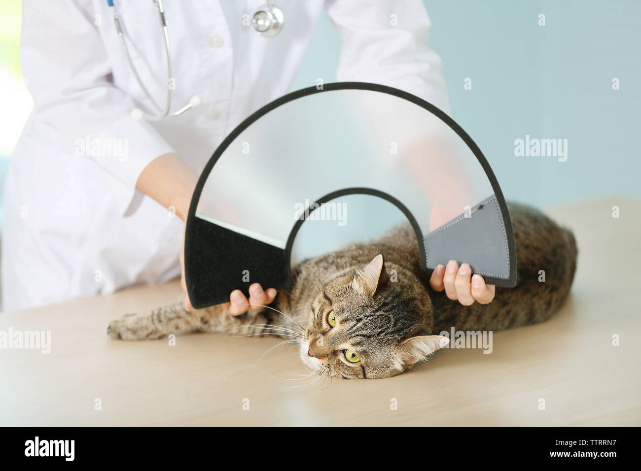Veterinarian doctor putting cone on cat at vet clinic Stock Photo - Alamy