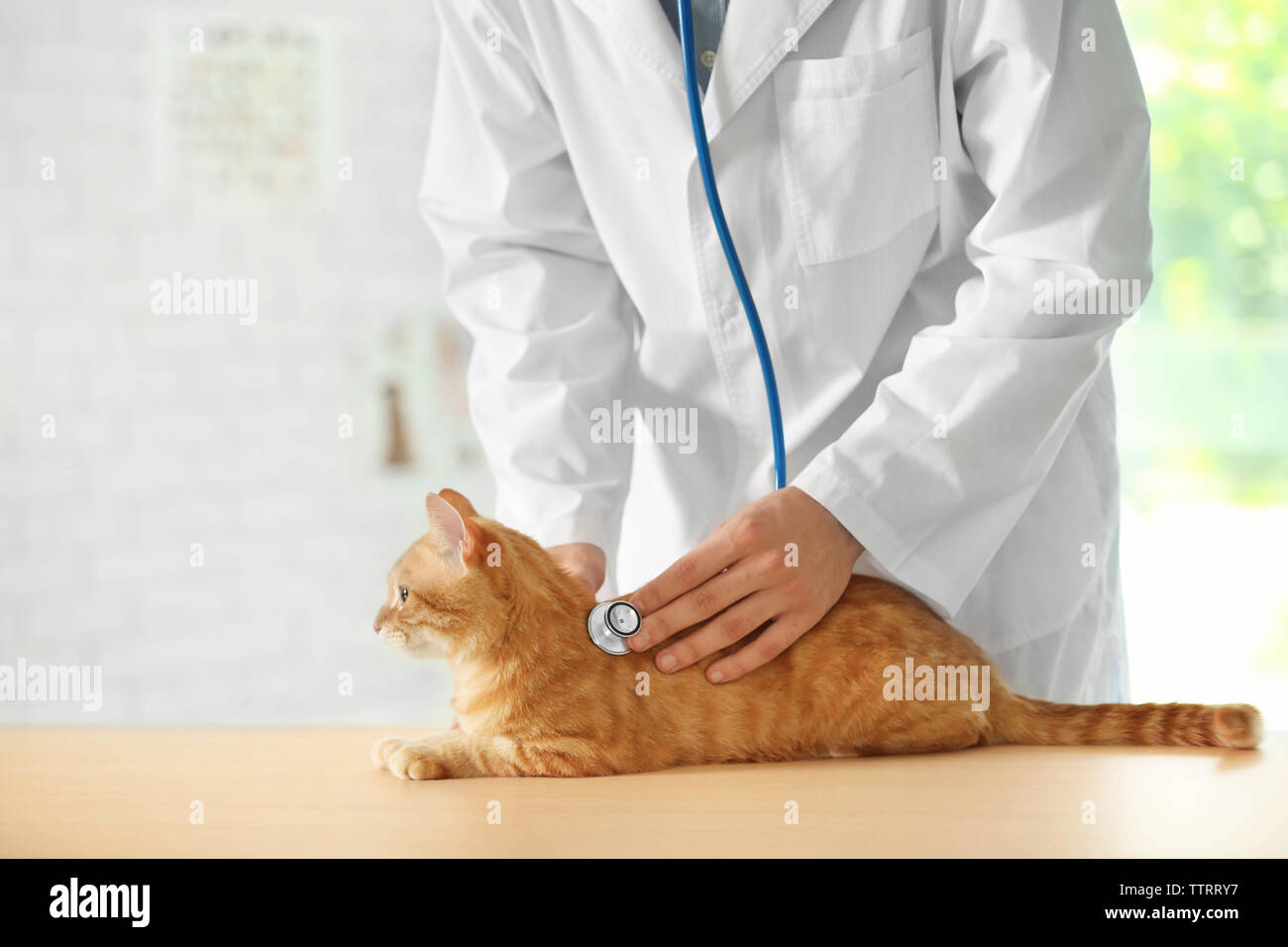 Veterinarian doctor with cat at a vet clinic Stock Photo - Alamy