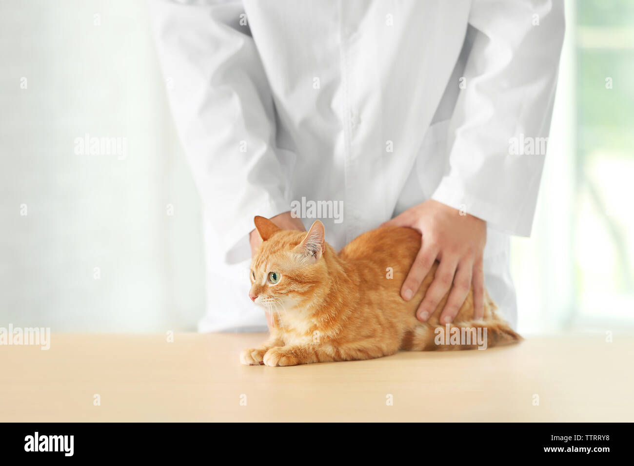 Veterinarian doctor with cat at a vet clinic Stock Photo - Alamy